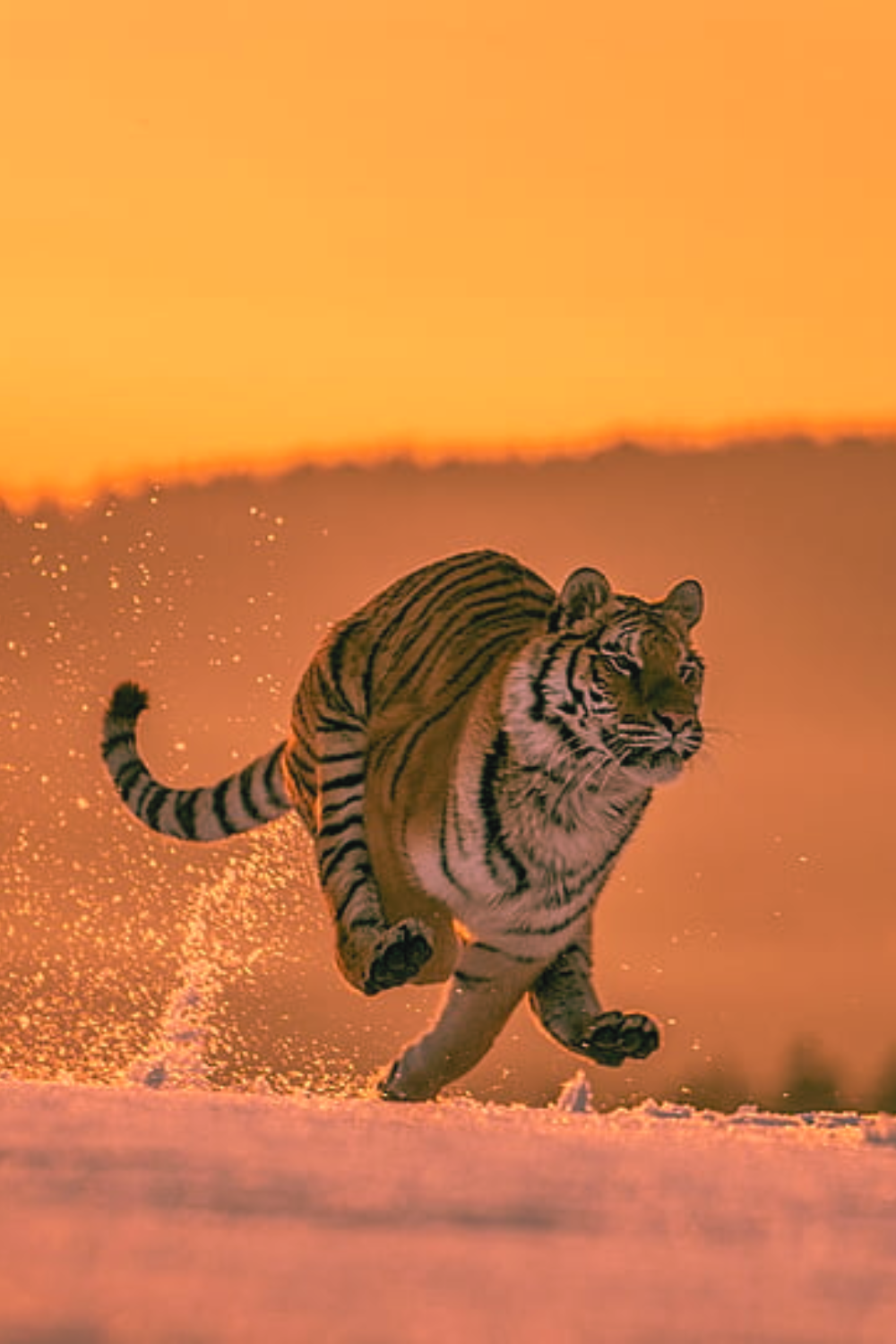 The Ultimate Tiger Reference for Animators - Animal Animator (Animal ...